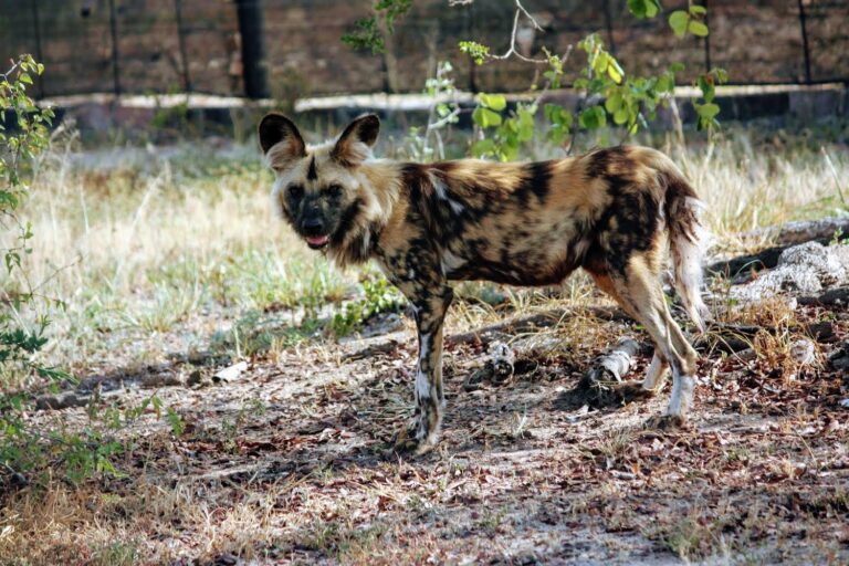 How Wildlife Donations Can Help Endangered Animals